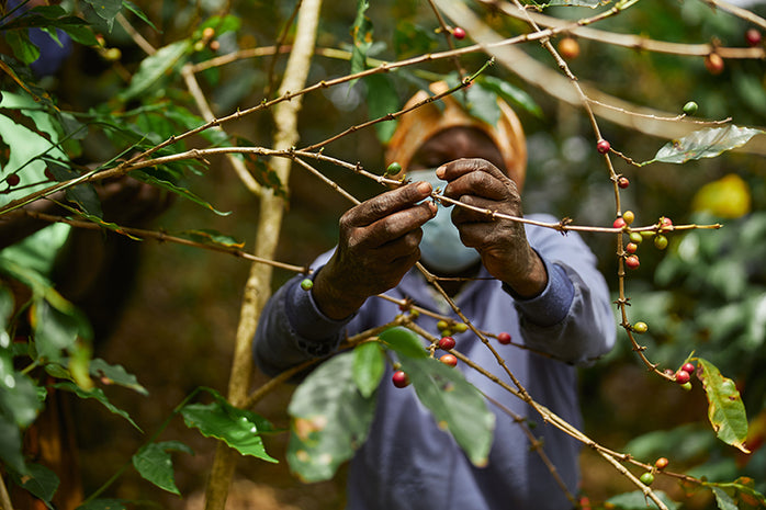 Alex Twyman's Jamaica Blue Mountain Coffee | Jamaica Coffee Distributors